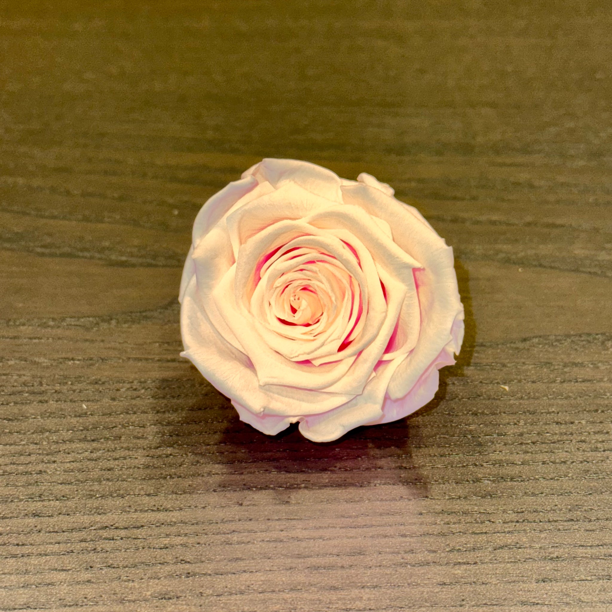 Ecuadorian Preserved Single Pink Rose – Bonsai Paper Co.