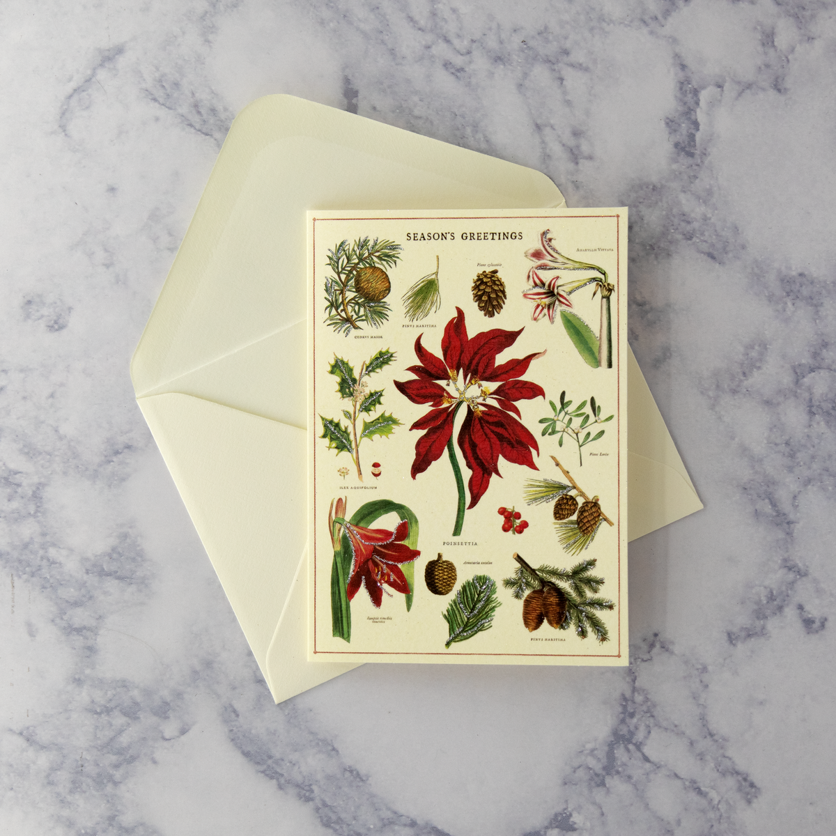 Vintage Botanica Holiday Boxed Notes (Set of 10) – Bonsai Paper Co.